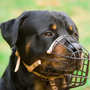Myths and Facts About Muzzles - Busy Dog
