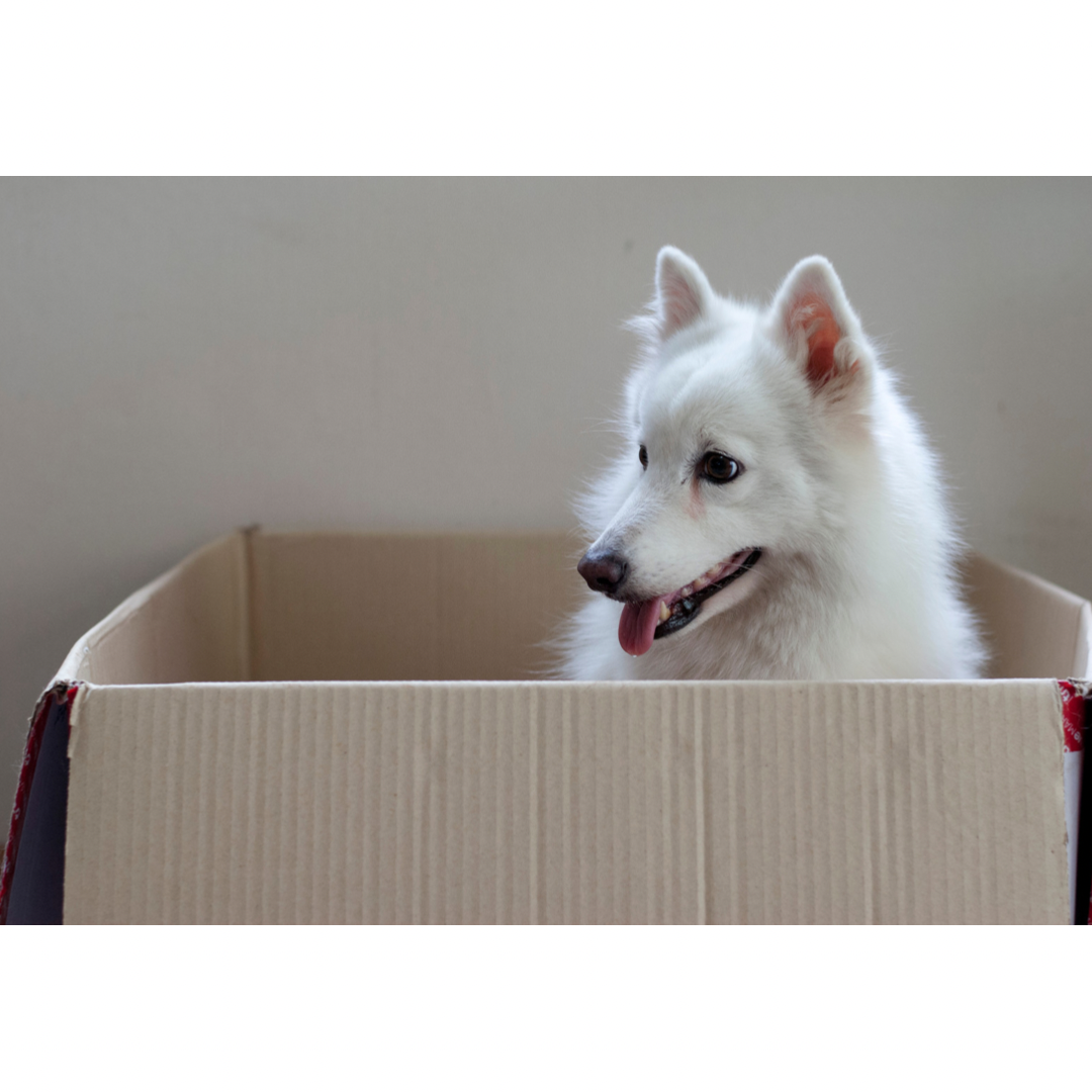 Trick Dog - Busy Dog