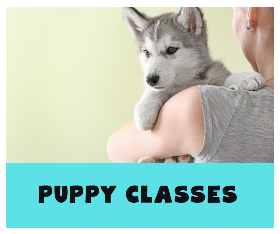 In-Person Classes - Busy Dog