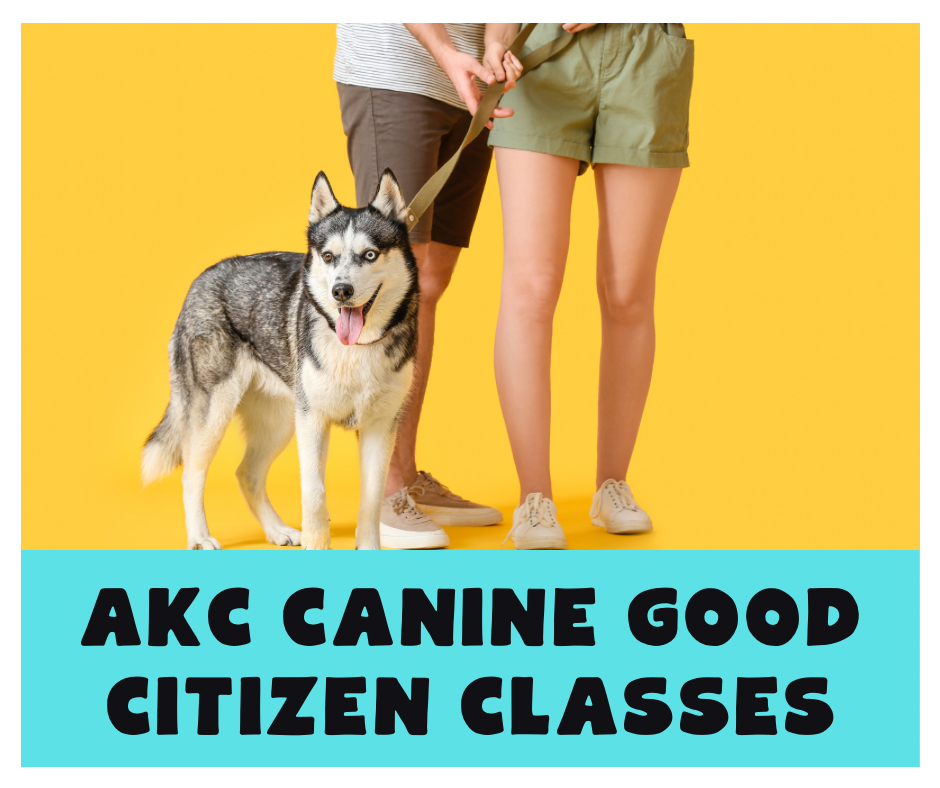 In-Person Classes - Busy Dog